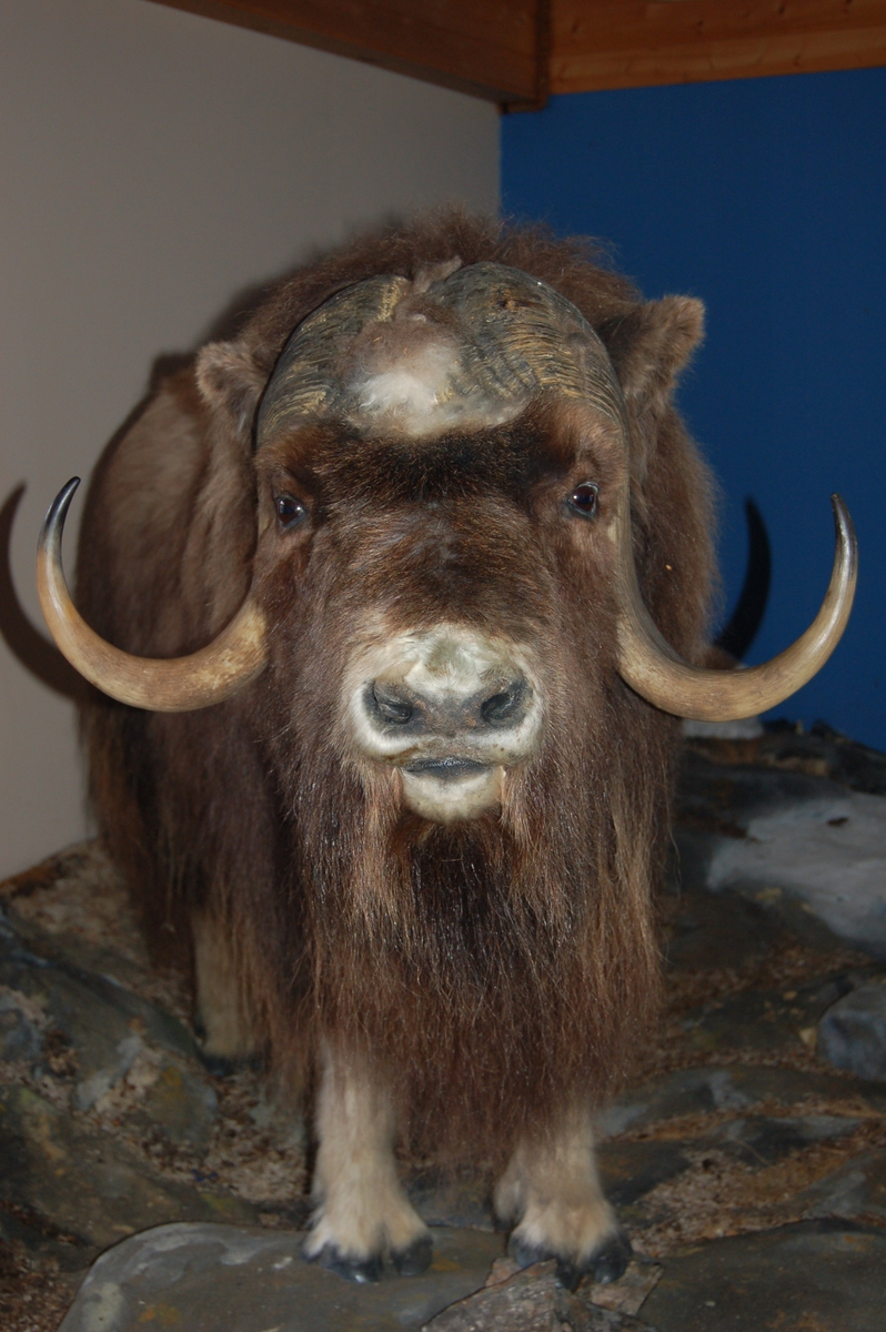 Moskusokse - Ishavsmuseet Aarvak / DigitaltMuseum