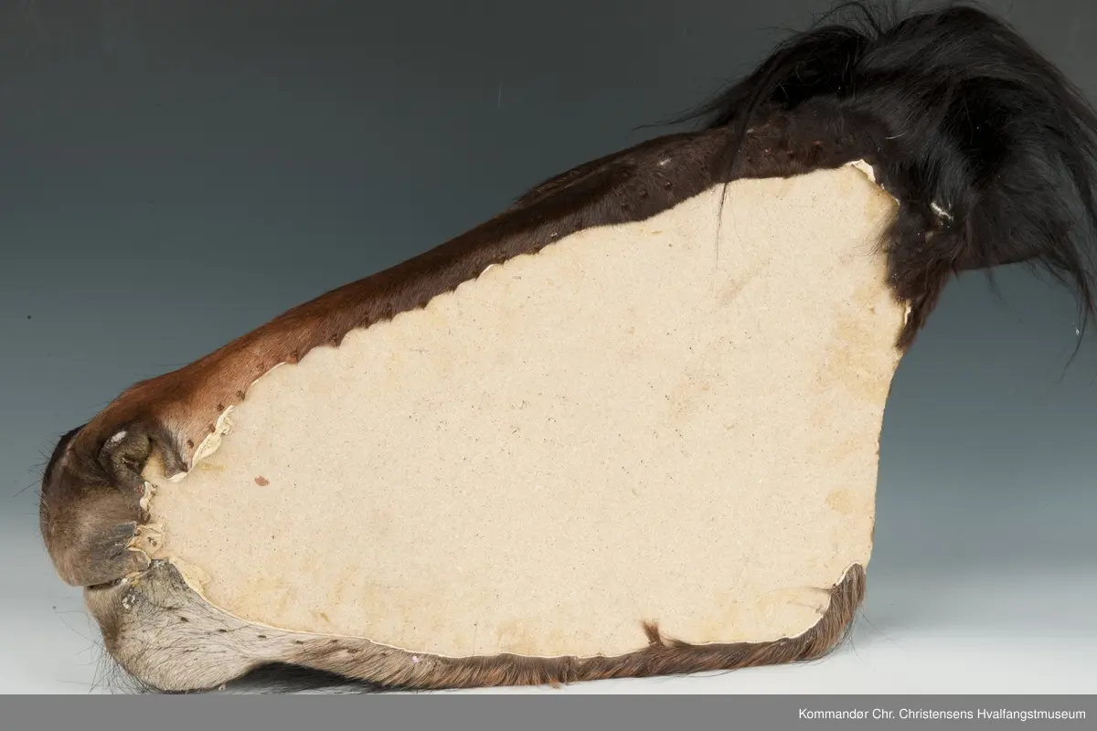 Hestehode - Kommandør Chr. Christensens Hvalfangstmuseum / DigitaltMuseum
