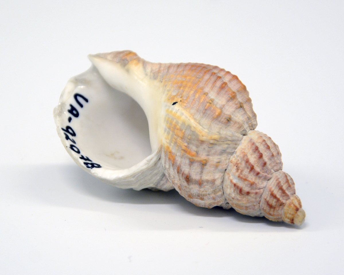 Skjell/musling - Telemark Museum / DigitaltMuseum