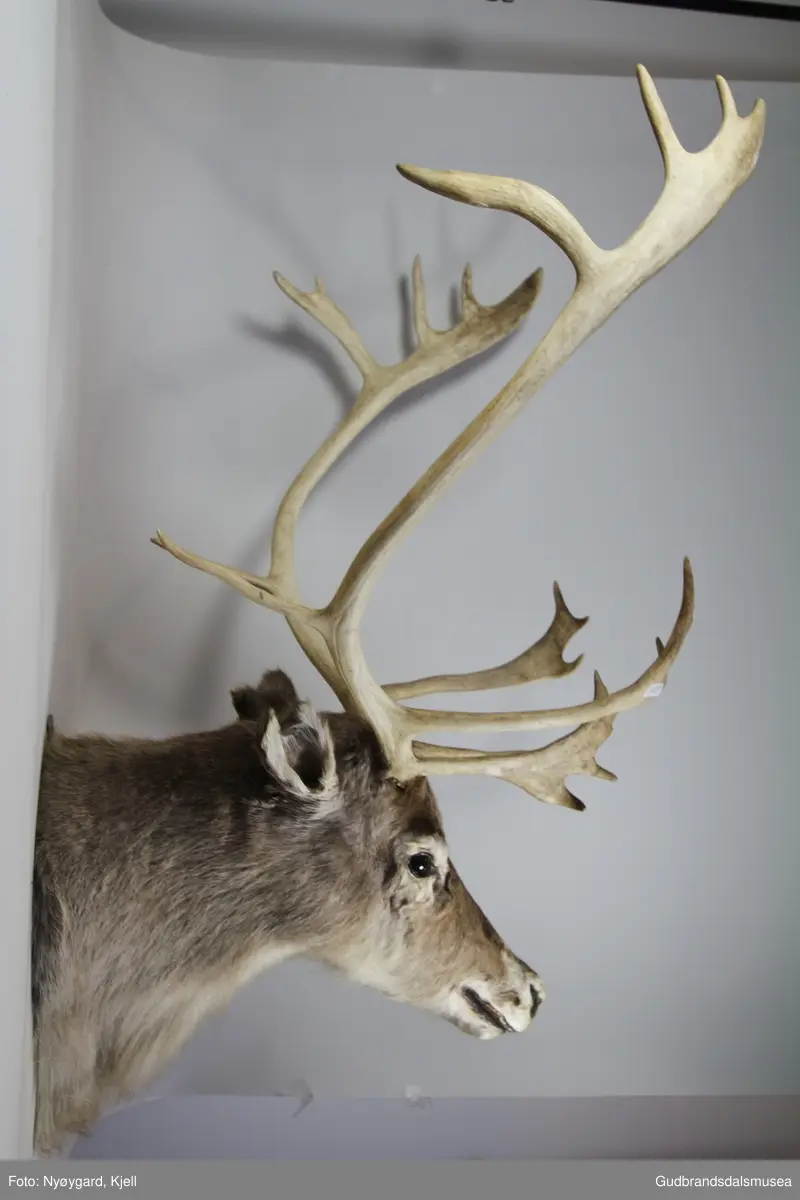 Reinsdyrhode - Gudbrandsdalsmusea AS / DigitaltMuseum