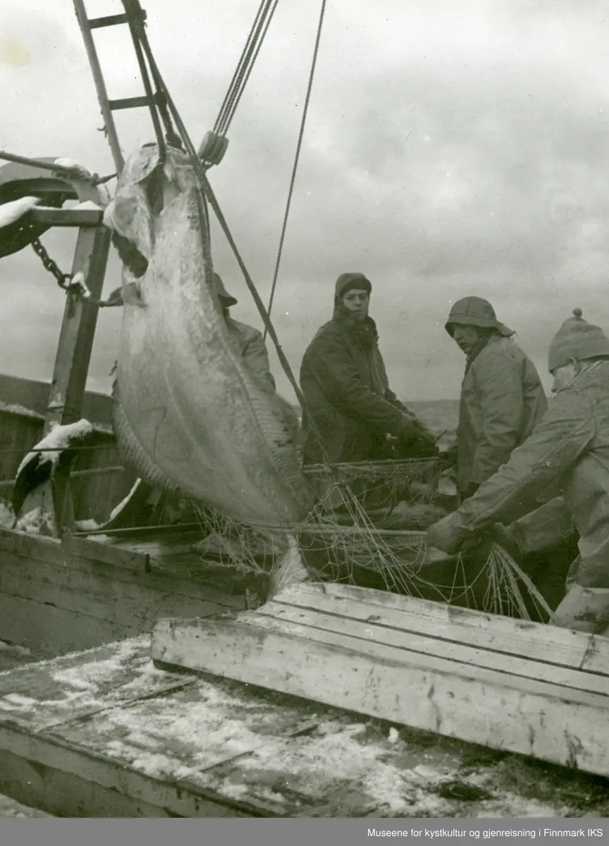 Garnfiske. Stor kveite tas ombord. Forskningsfartøyet "Thor Iversen" (B ...